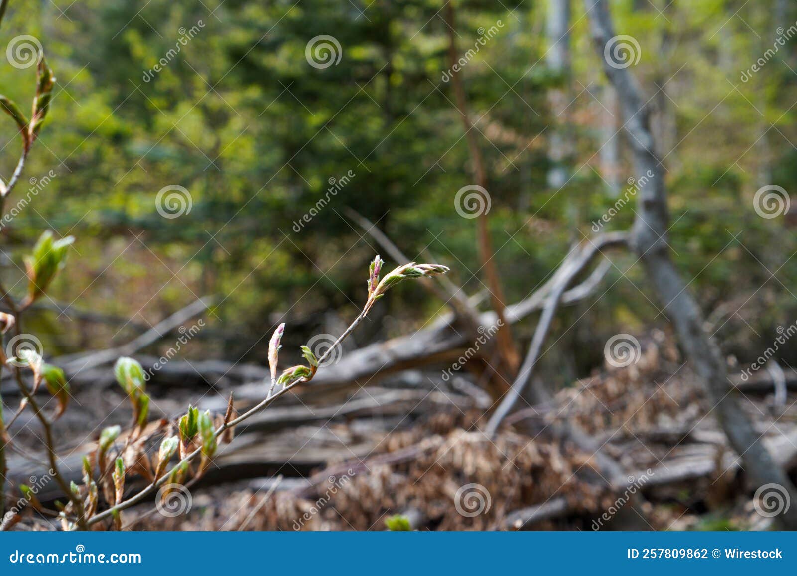 Twigs and Branches in the Autumn Wood Stock Photo - Image of shallow ...