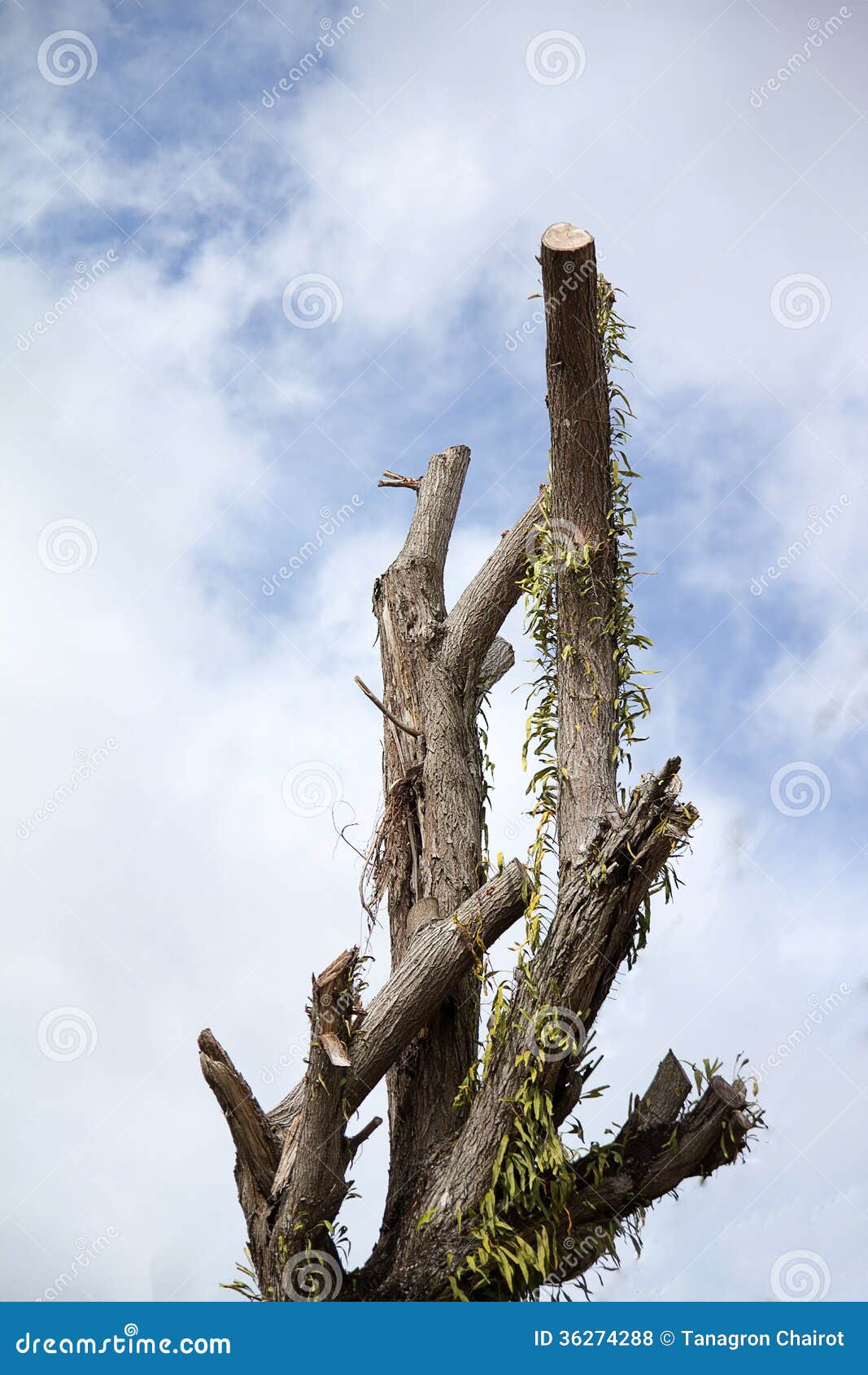Dry twigs. stock photo. Image of twig, branch, element - 36274288