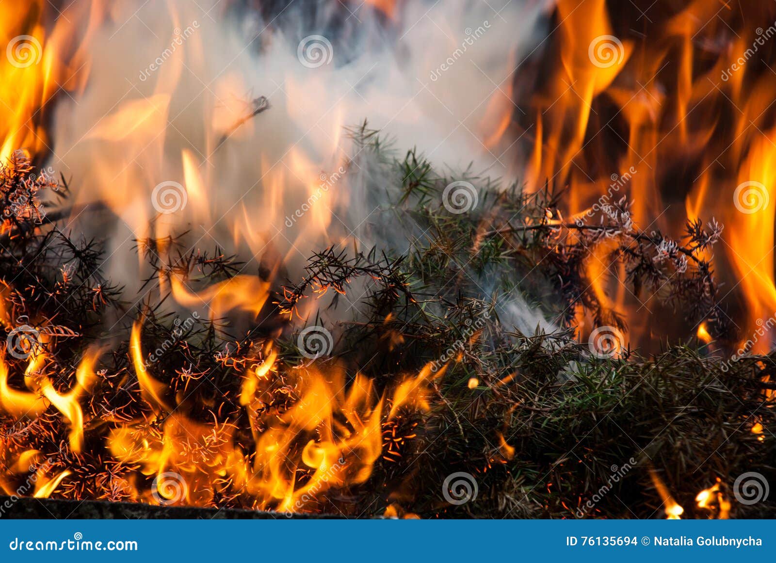 Dry twigs burning stock photo. Image of branches, dark - 76135694