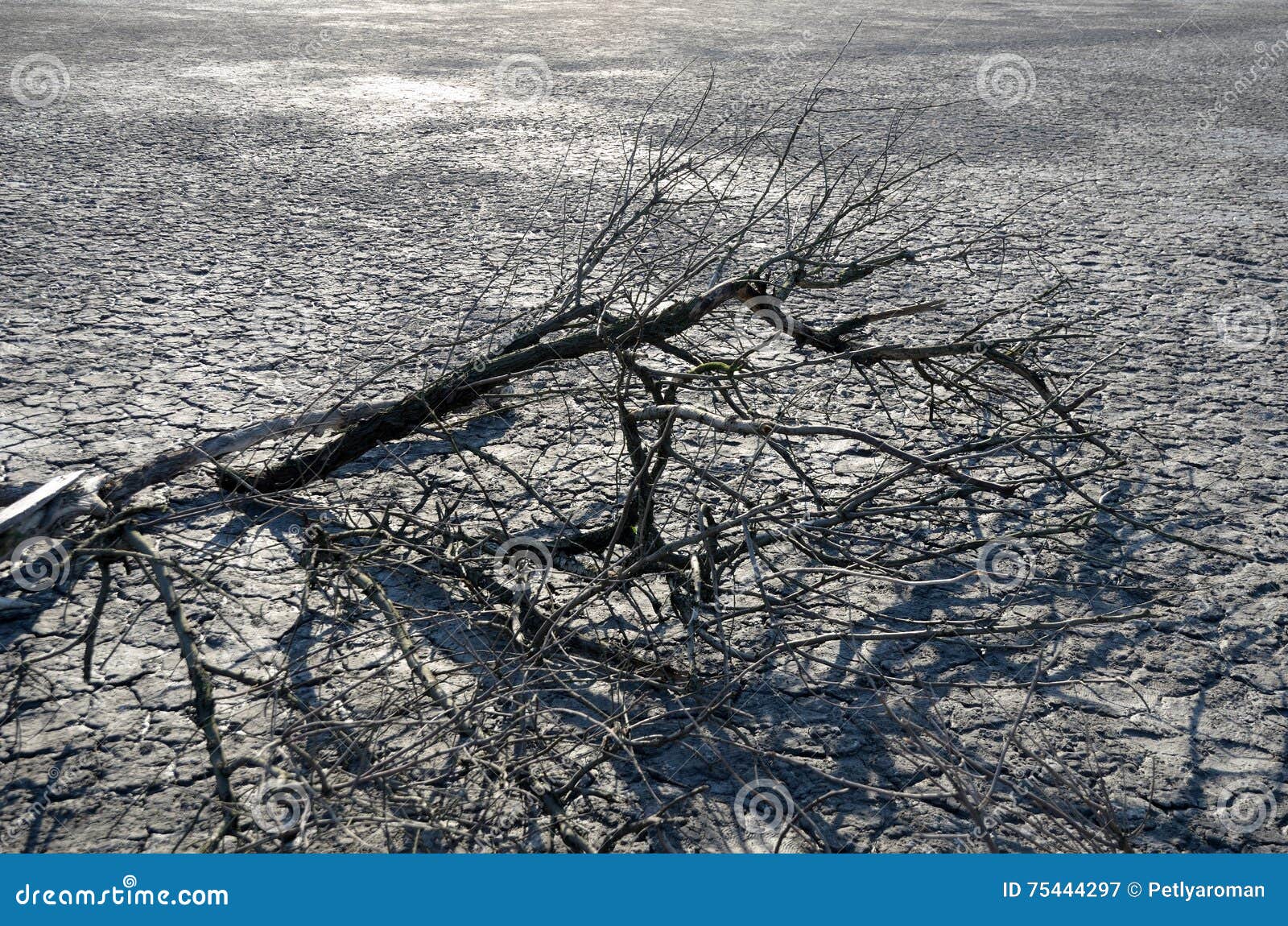 Dry twigs in the desert stock image. Image of desert - 75444297