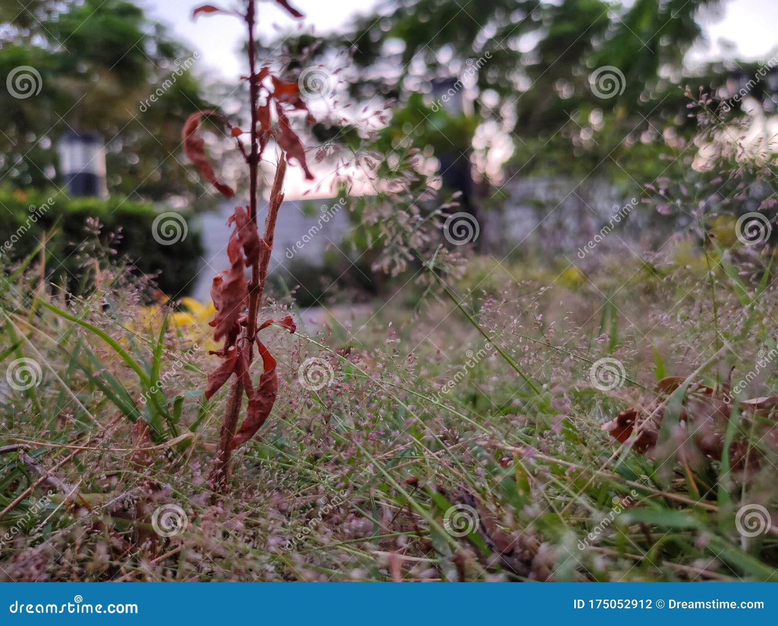 Dry Twigs among the Grass Flowers Stock Photo - Image of grassflower ...