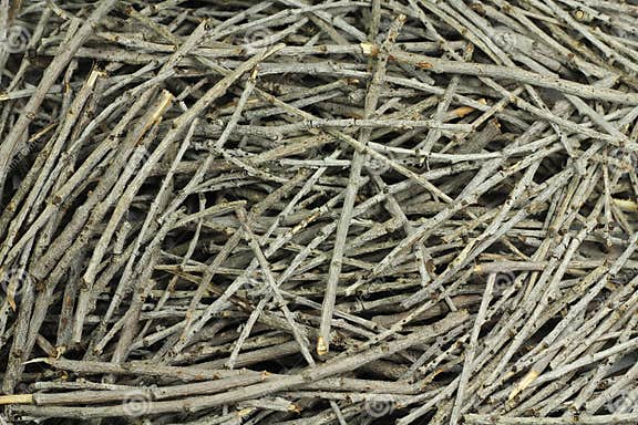 Dry twigs stock image. Image of wood, texture, safe, energy - 34523871