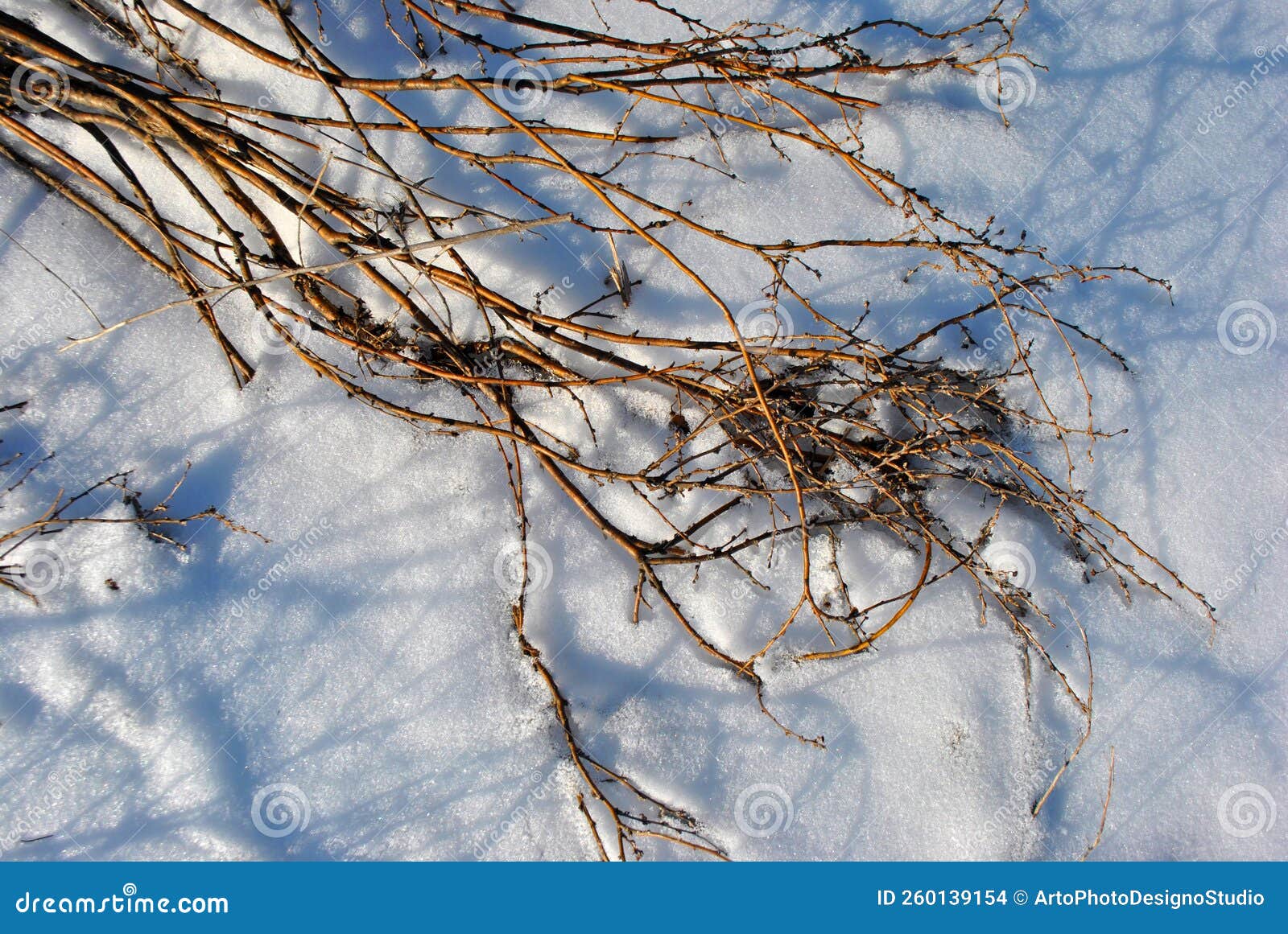 Dry Twigs without Leaves on Bright White Snow Background Stock Photo ...