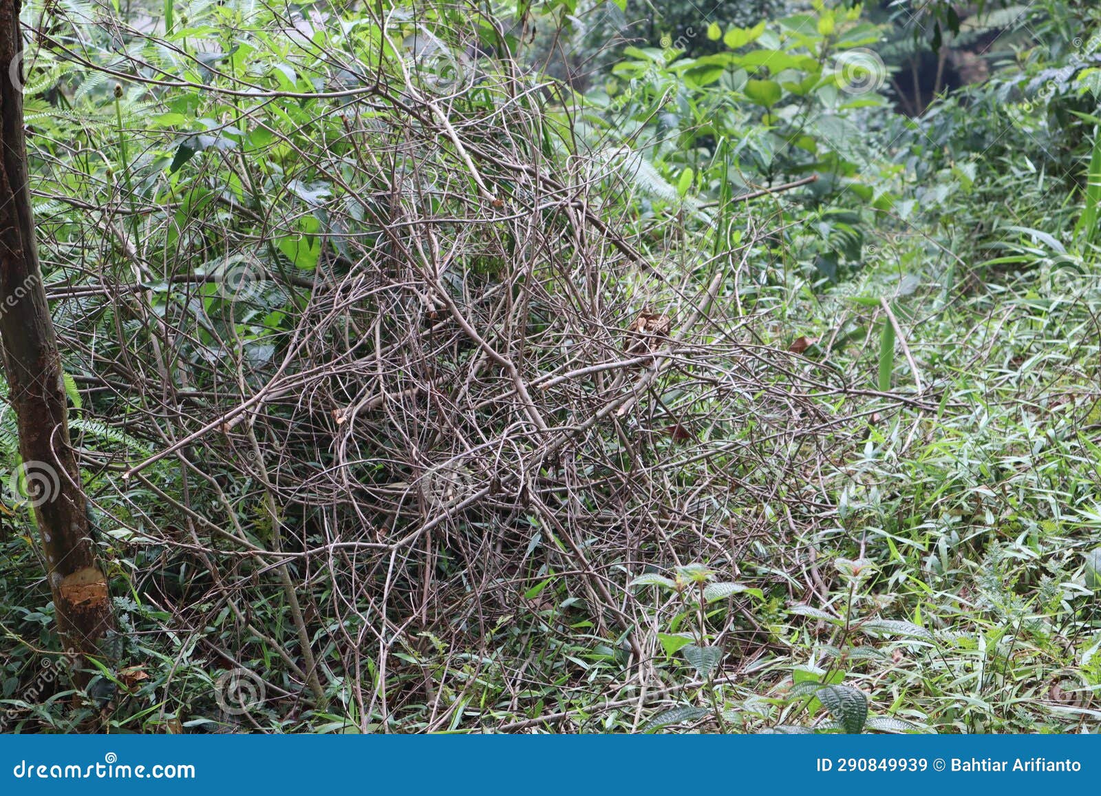 Dry Twigs in the Middle of Bushes during the Day Editorial Stock Image ...