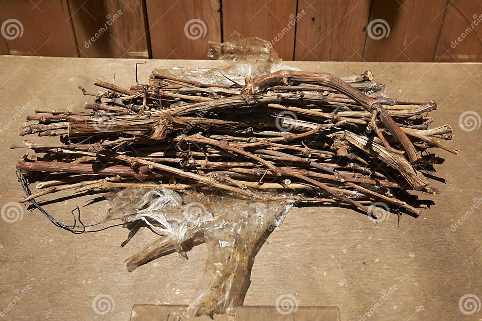 Dry Twigs Pile Ready for Campfire, Sticks, Dry Thin Branches Stock ...