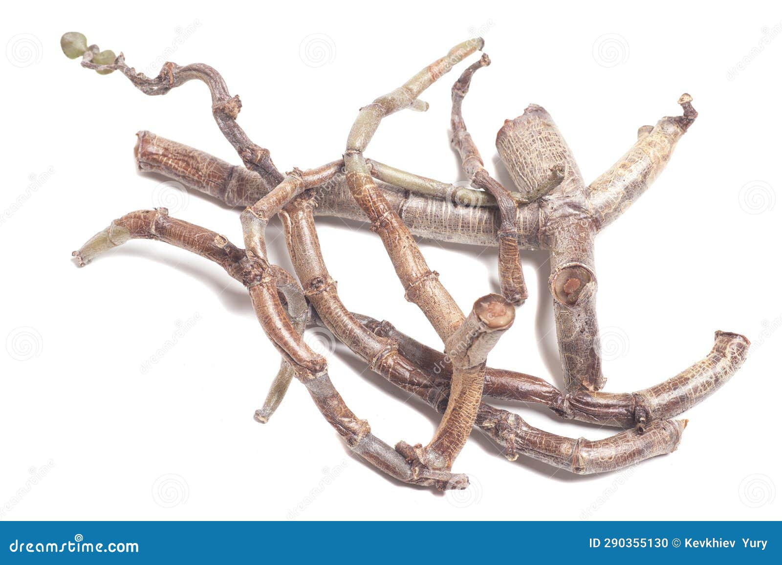 Dry Twigs, Sticks and Branches of Exotic Plants Isolated on White ...