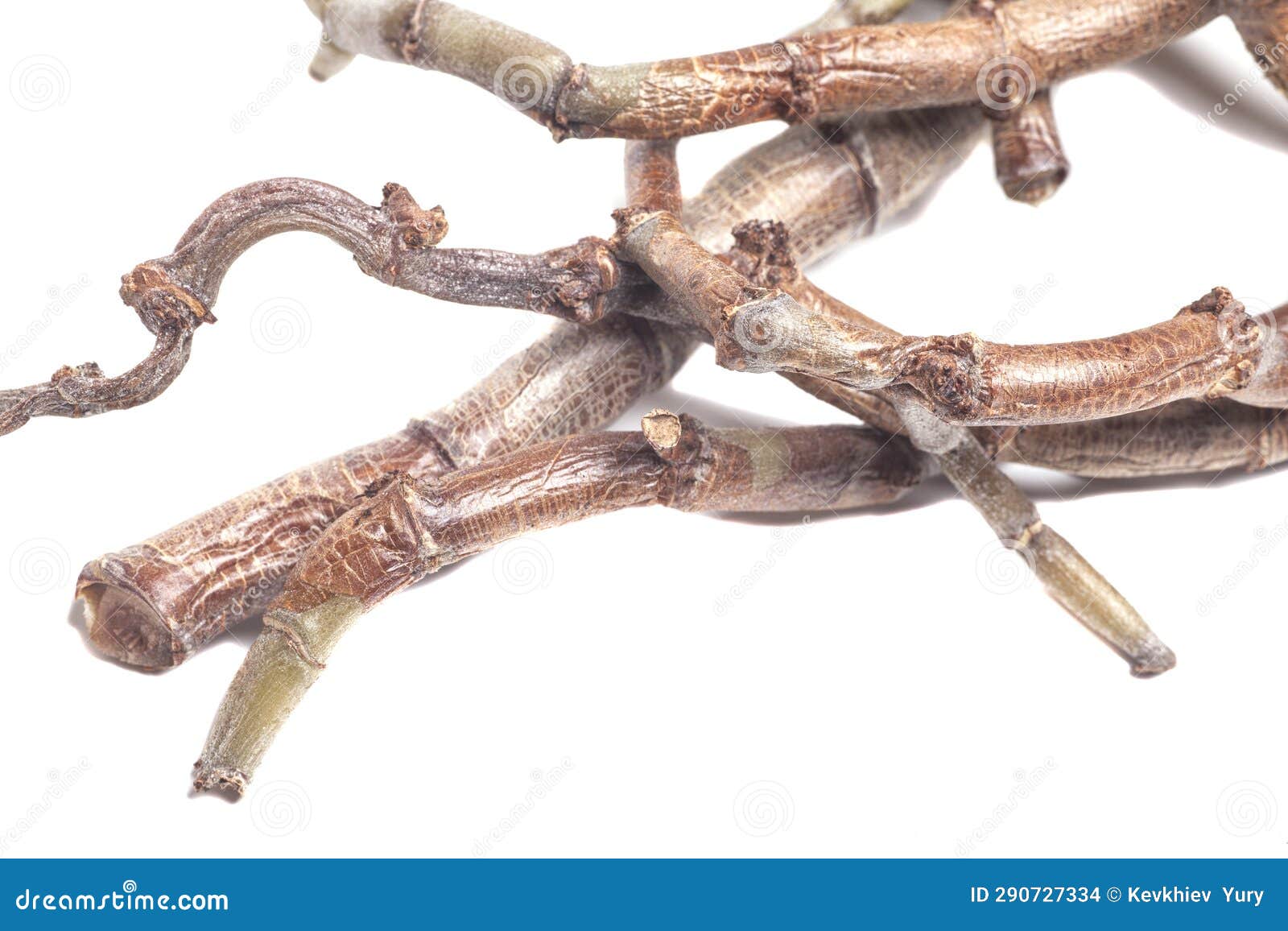 Dry Twigs, Sticks and Branches of Exotic Plants Isolated on White ...
