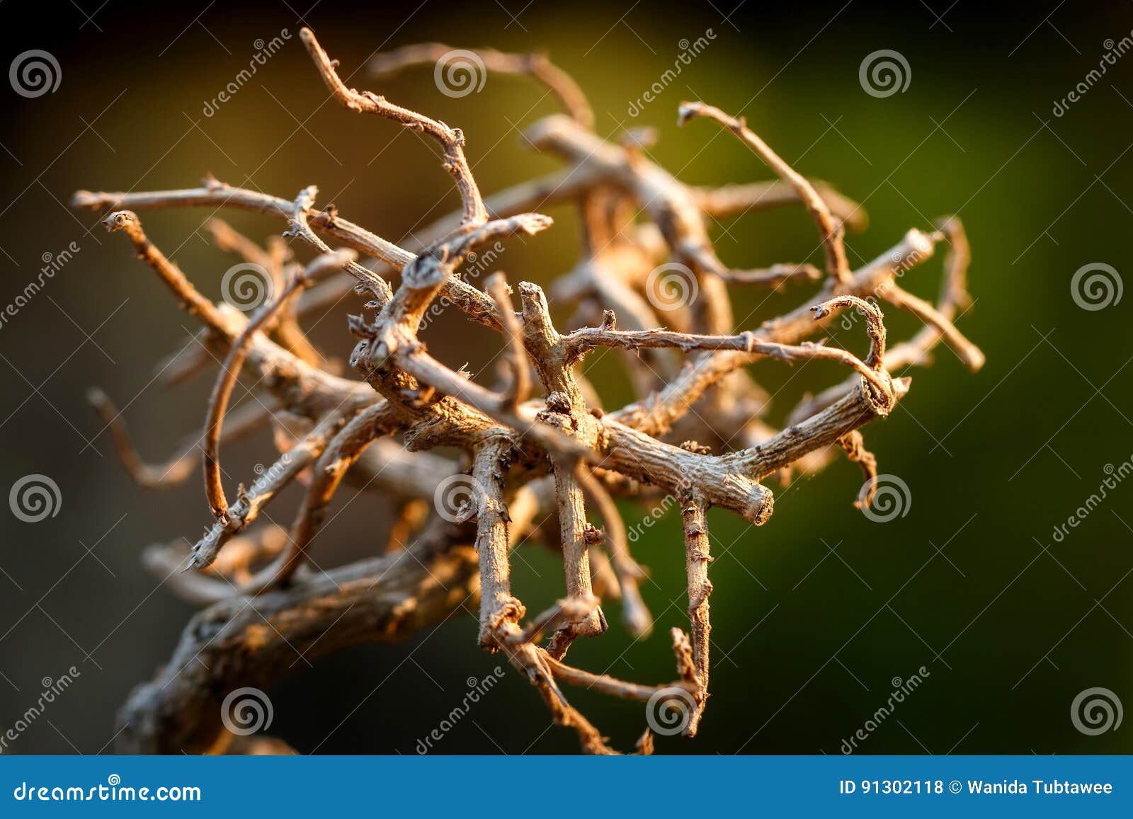Dry twigs stock photo. Image of abstract, natural, nature - 91302118