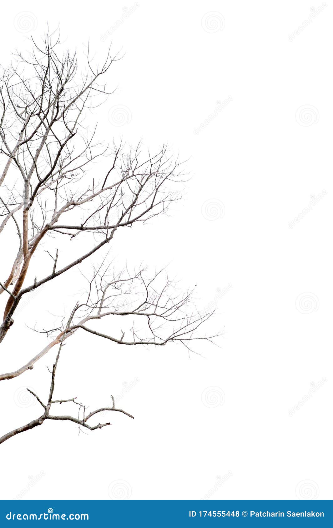 Dry Twigs, Dry Trees on a White Background Object Concept Stock Photo ... Dry Twigs, Dry Trees on a White Background Object Concept Stock Photo ...