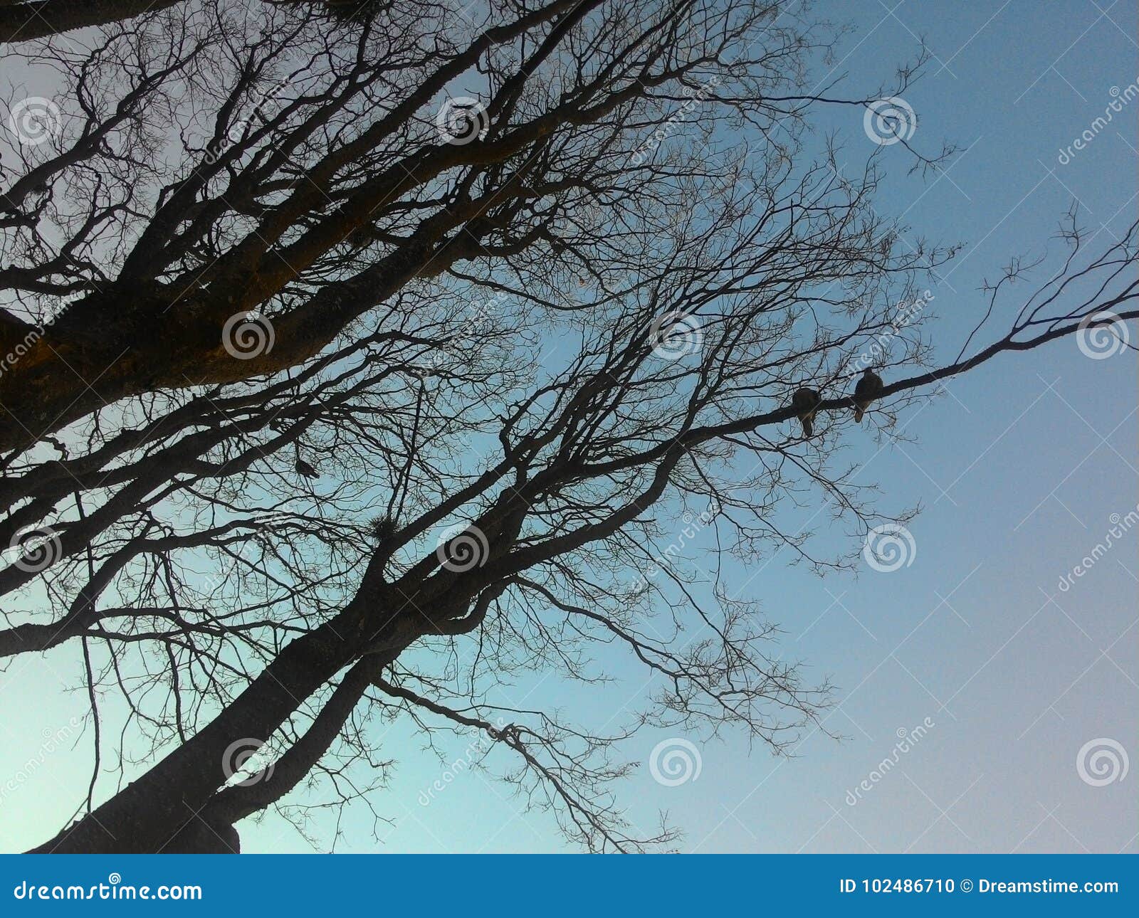 Dry twigs stock photo. Image of twigs, harmony, branches - 102486710