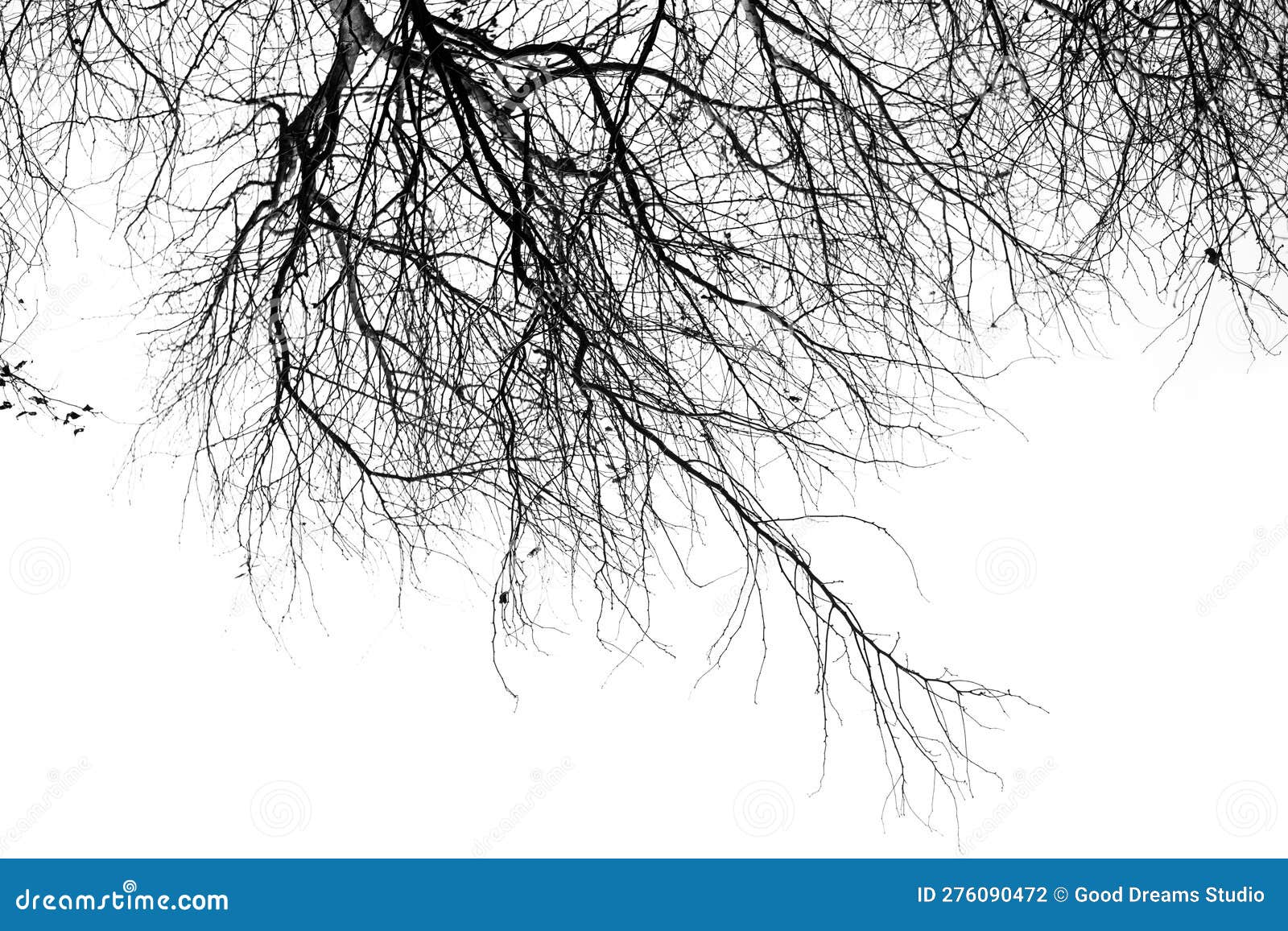 Dry Twigs on a White Background Stock Photo - Image of branch, diagram ... Dry Twigs on a White Background Stock Photo - Image of branch, diagram ...
