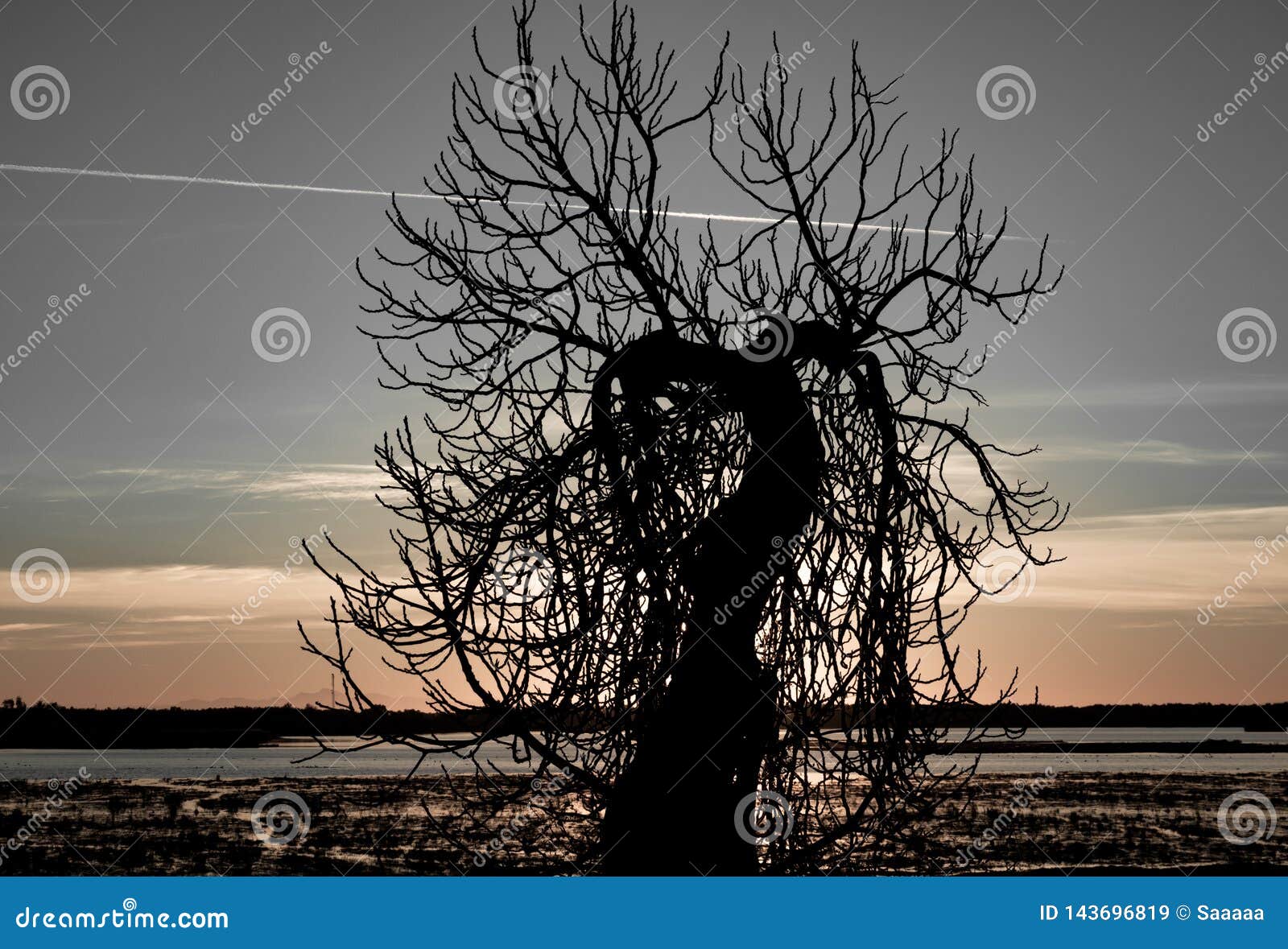 Dry Twisted Tree at Sunrise High Contrast Stock Image - Image of hair ...