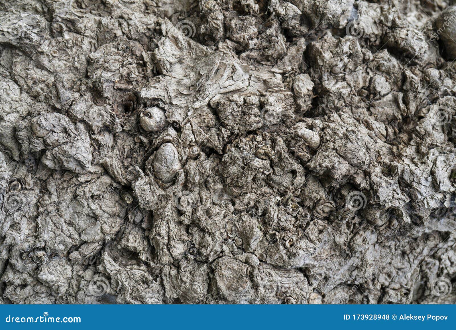 Dry Uneven Bark of an Ancient Tree Stock Photo - Image of abstract ...