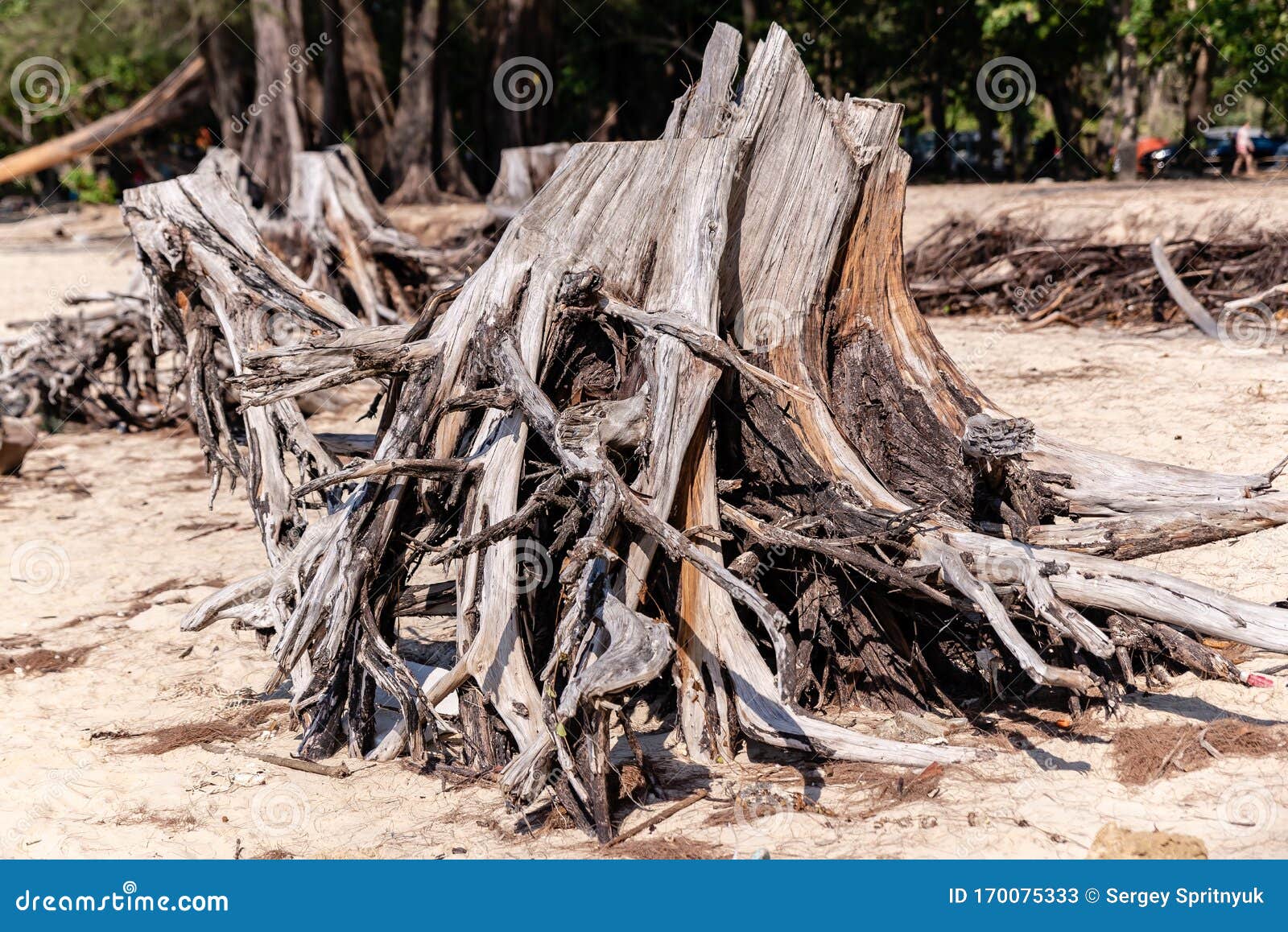 Dry Uprooted Tree Stump on the Beach Stock Image - Image of climate ...