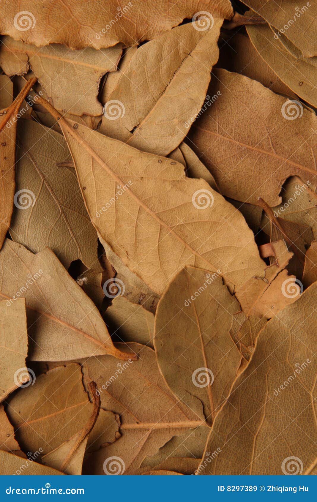 Vanilla And Leaves On Nature Background. Royalty-Free Stock Photography ...