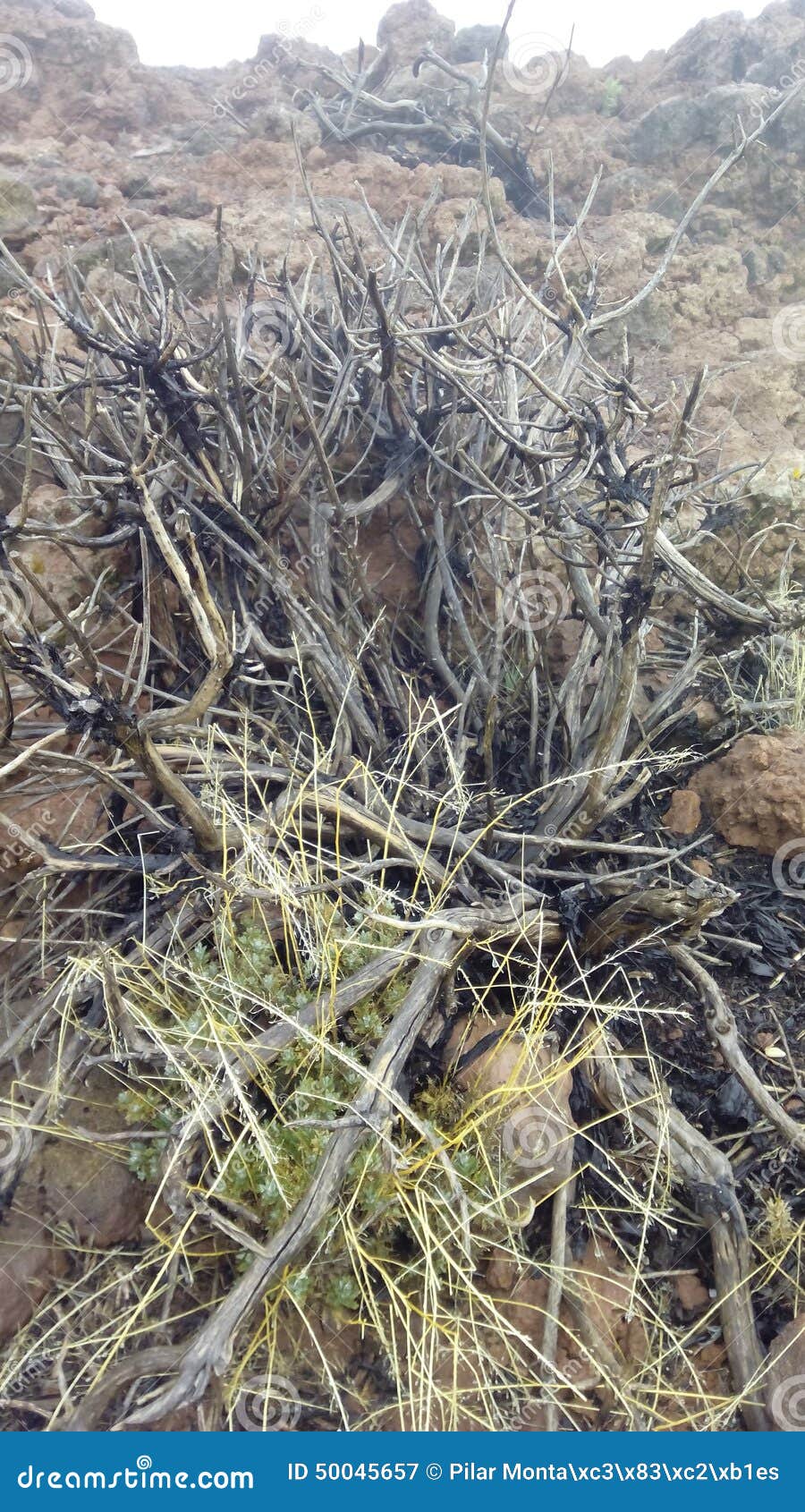 Dry vegetation stock image. Image of high, altitude, bush - 50045657