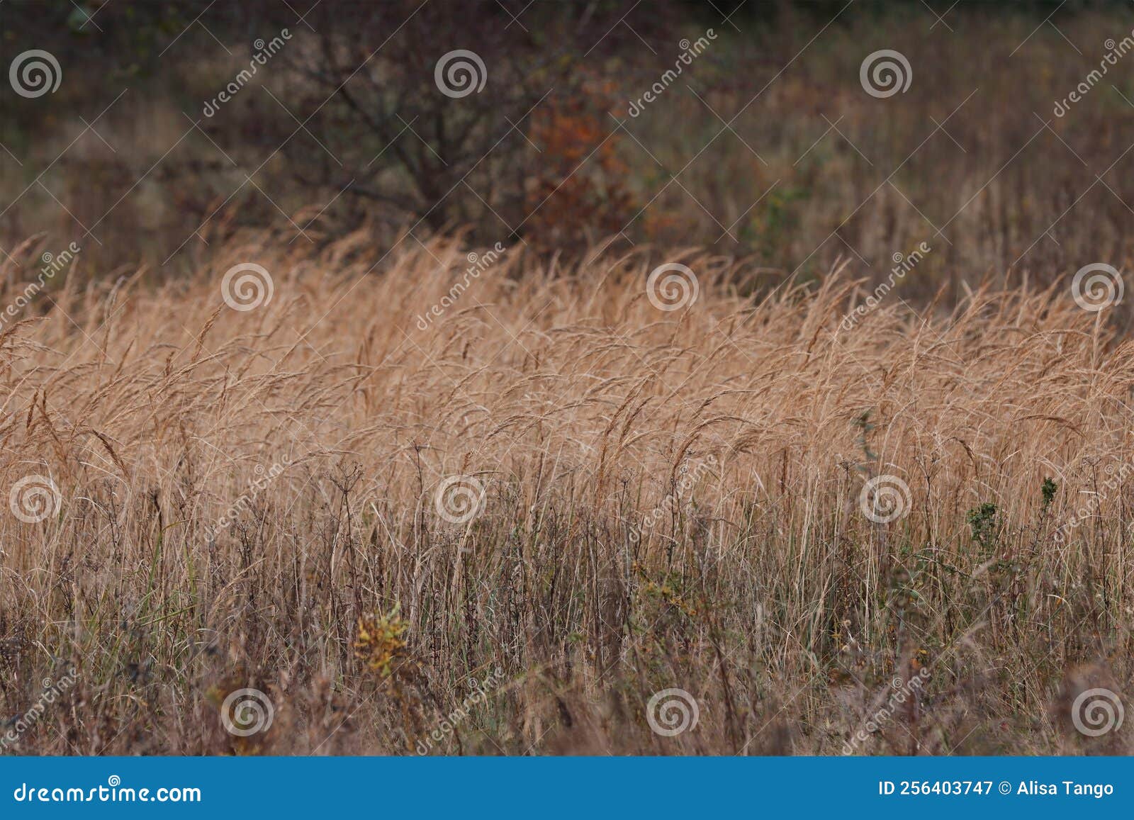 Dry Vegetation in a Field in Autumn Stock Image - Image of september ...