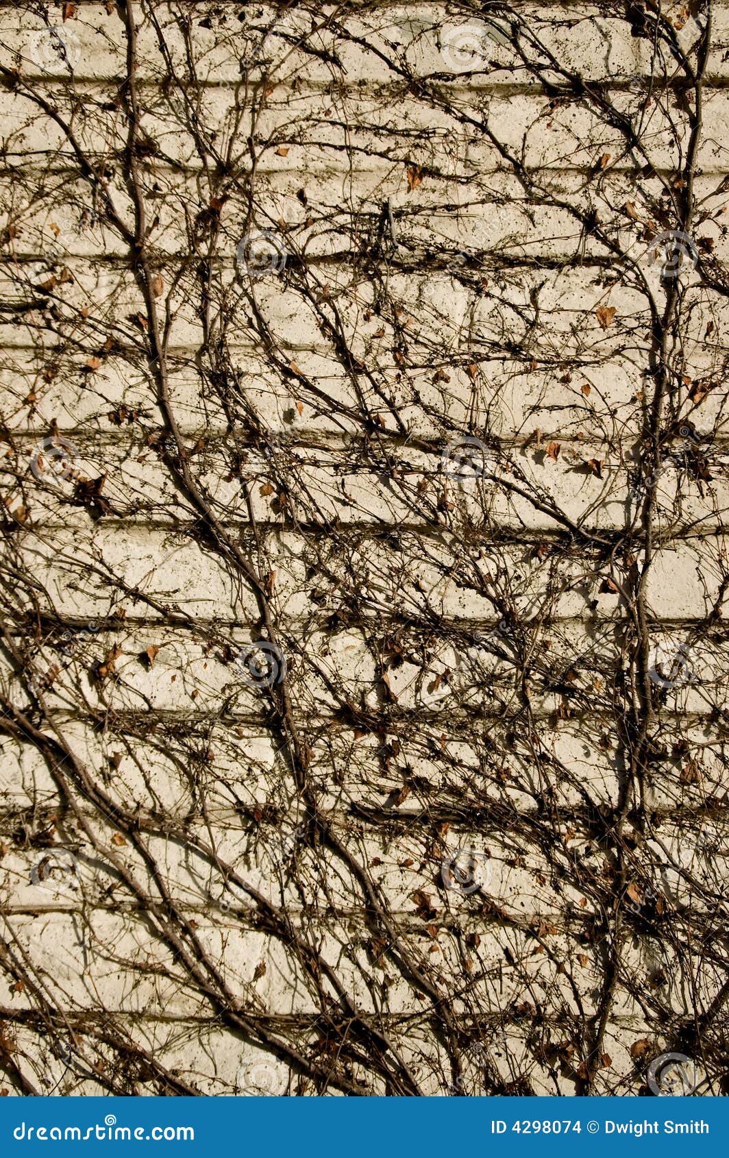 Dry Vines stock photo. Image of creeper, creeping, seasonal - 4298074