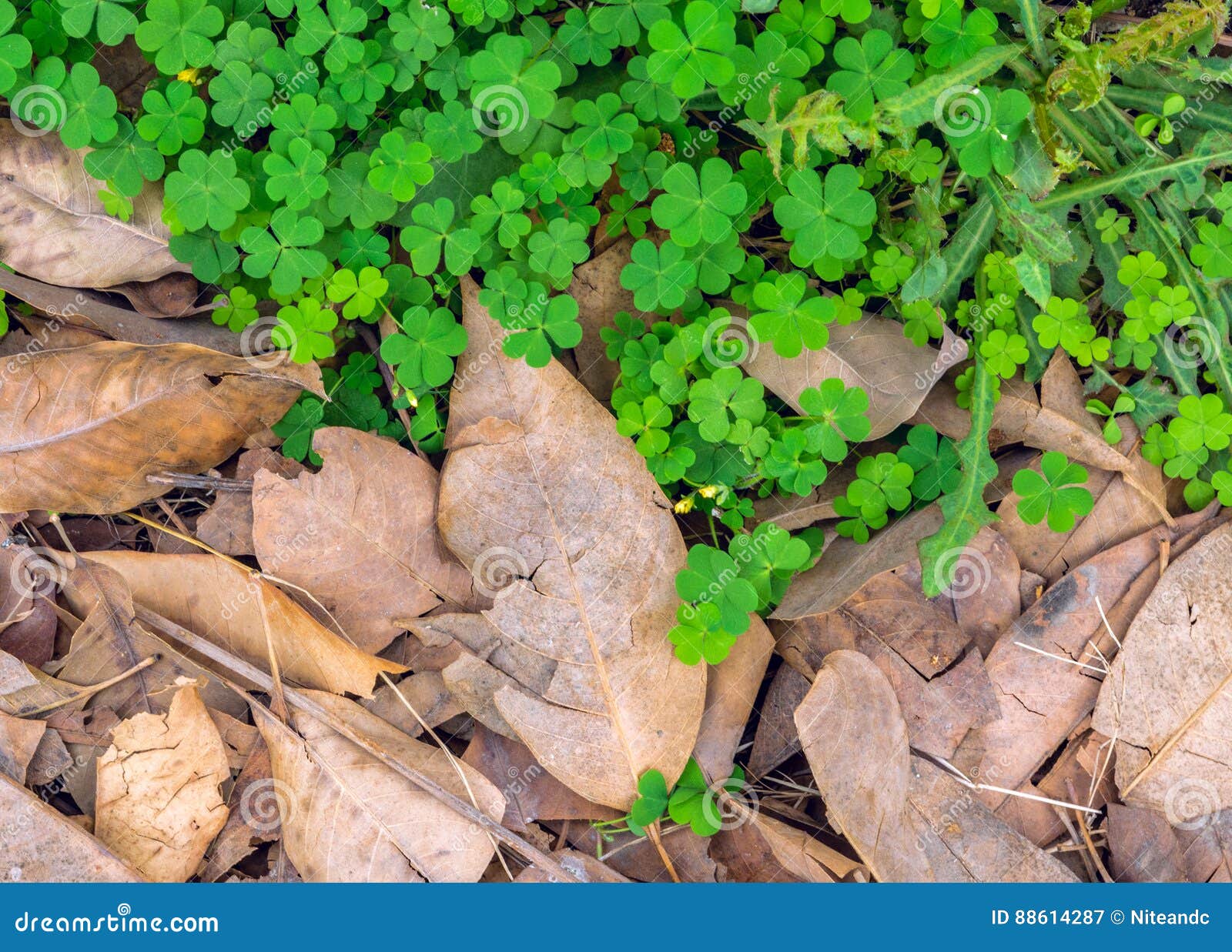Vs Greenery Stock Photos - Free & Royalty-Free Stock Photos from Dreamstime