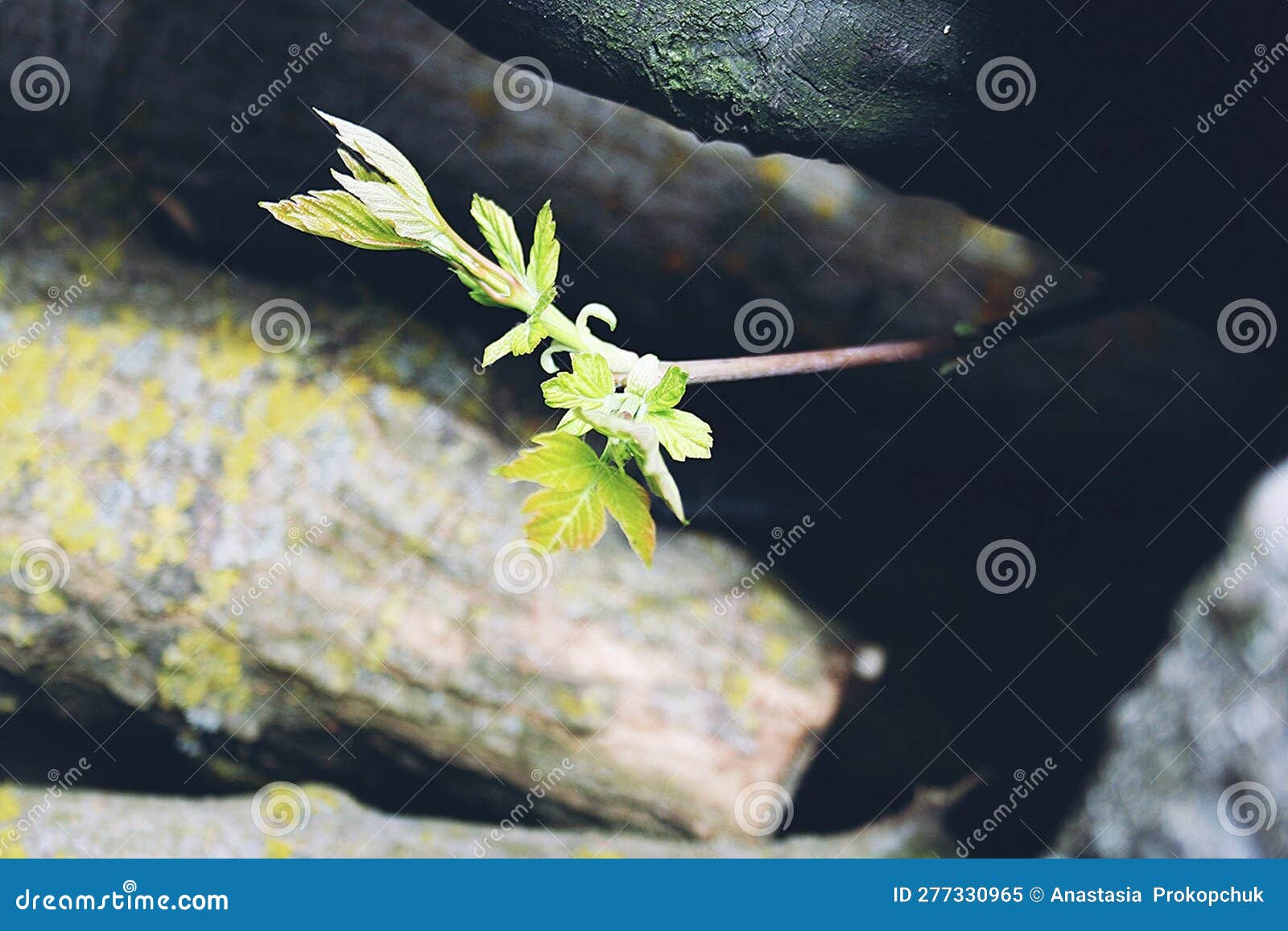 Dry walnut tree sprouting stock image. Image of shrub - 277330965