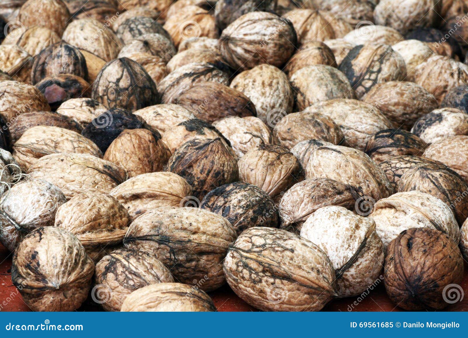 Dry walnuts stock image. Image of nuts, wild, process - 69561685
