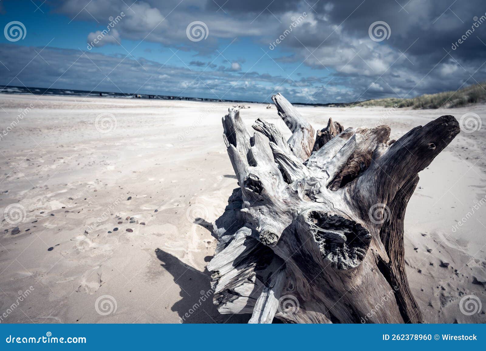 Dry Washed-up Log on a Sandy Beach Under Mesmerizing Clouds Stock Photo ...