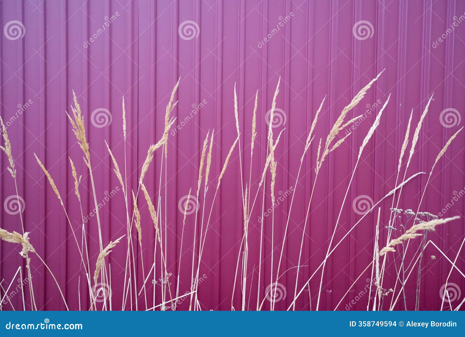 Dry Weed on the Background of a Red and Purple Wall Stock Photo - Image ...
