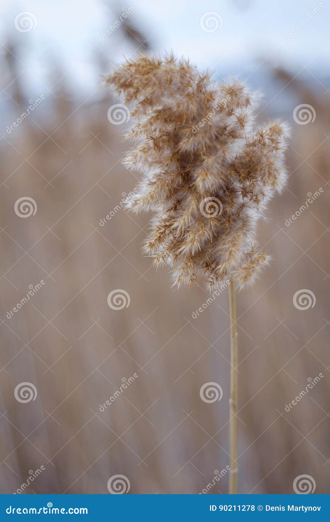 Dry weed stock photo. Image of color, weed, landscape - 90211278