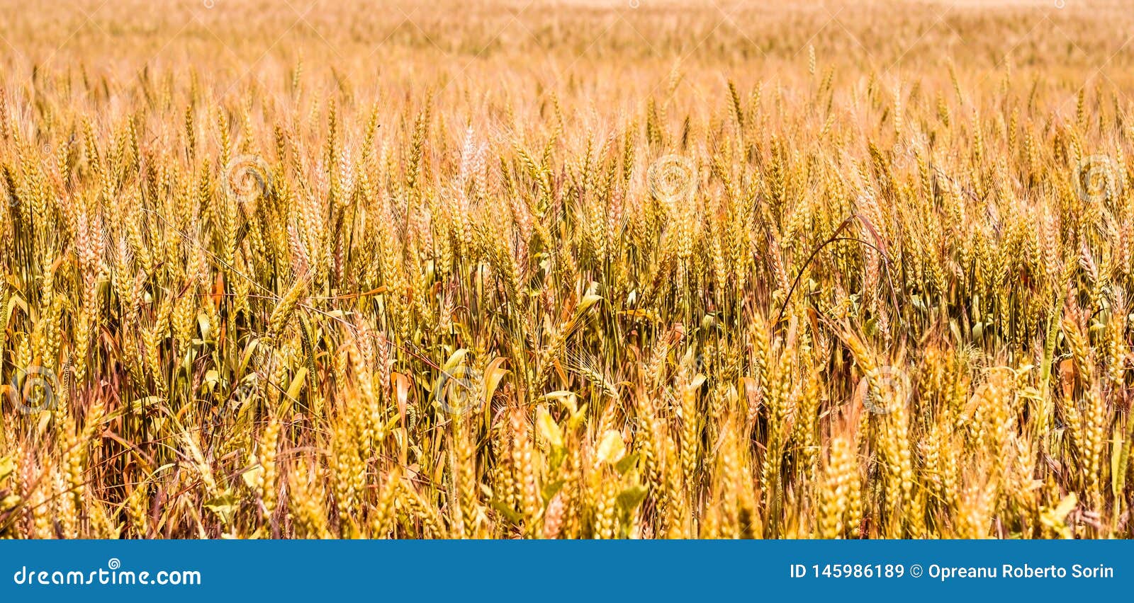 Dry wheat field stock image. Image of land, meadow, natural - 145986189