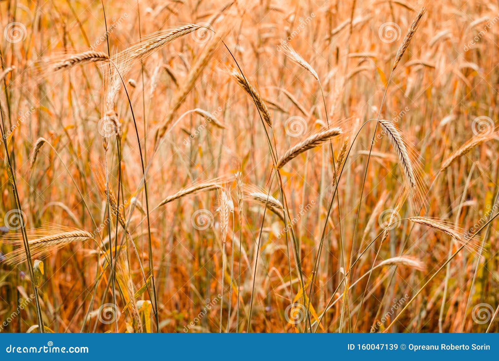 Dry wheat field stock image. Image of field, harvest - 160047139