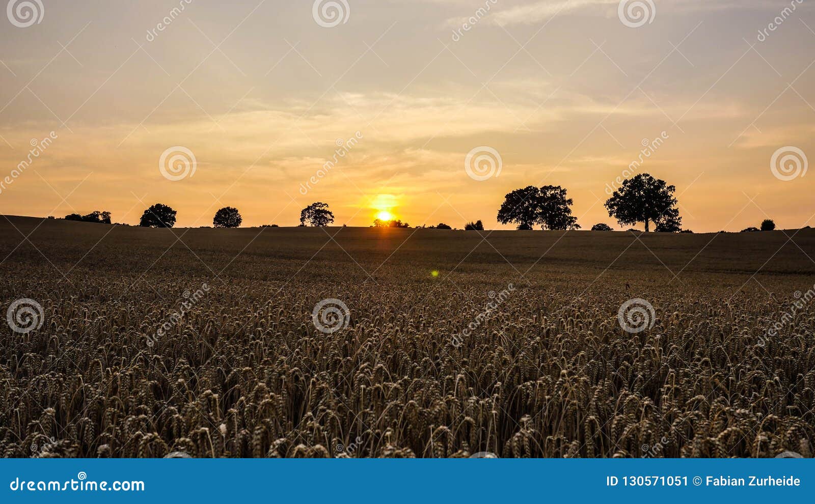 Dry wheat field stock image. Image of plant, nature - 130571051