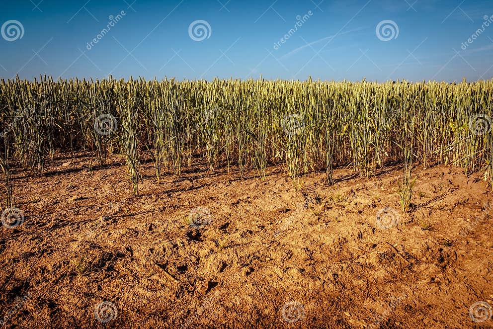 Dry wheat field stock image. Image of farming, agriculture - 34468109
