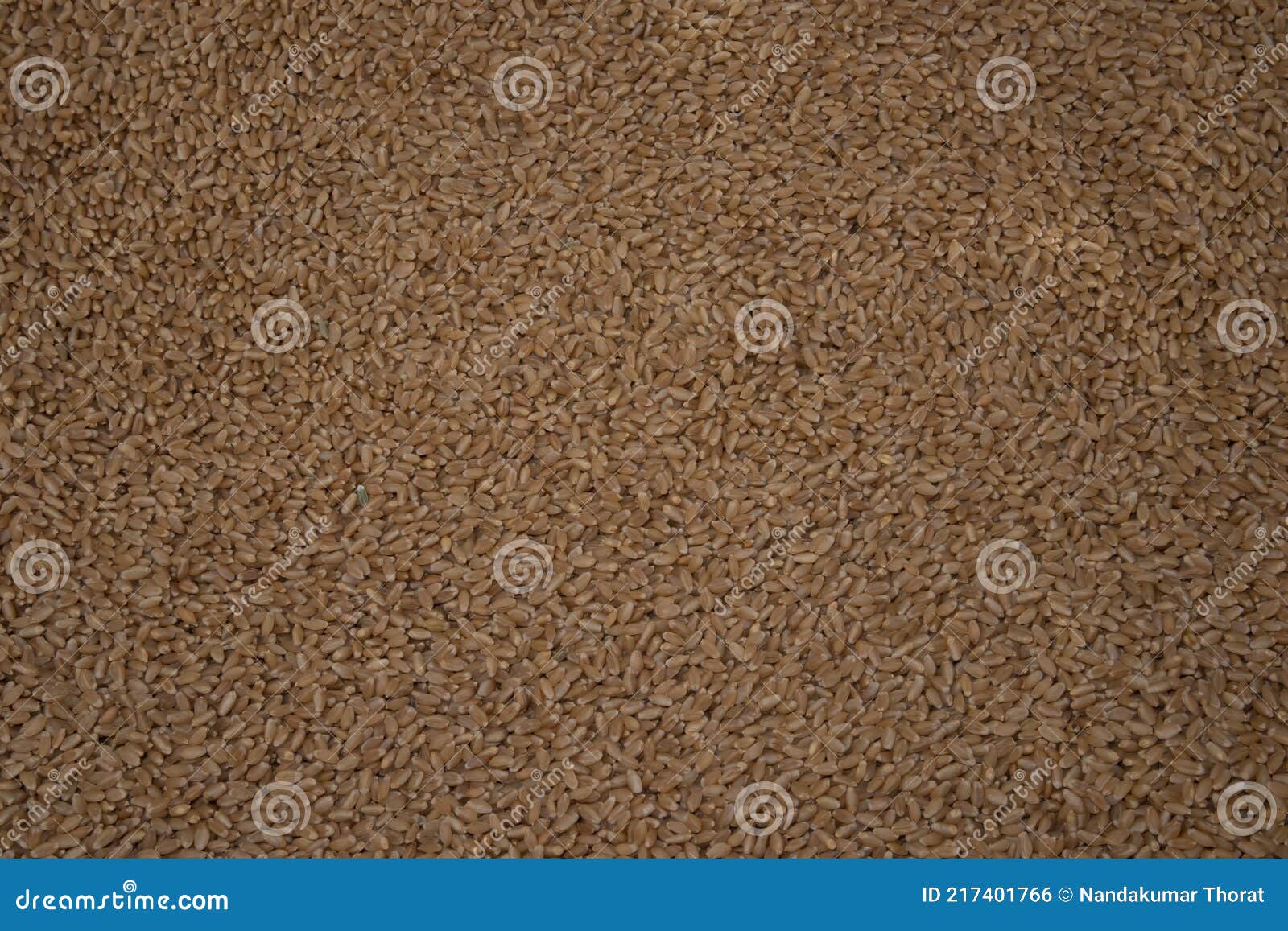 Grain Seeds Texture Royalty-Free Stock Photo | CartoonDealer.com #209696451