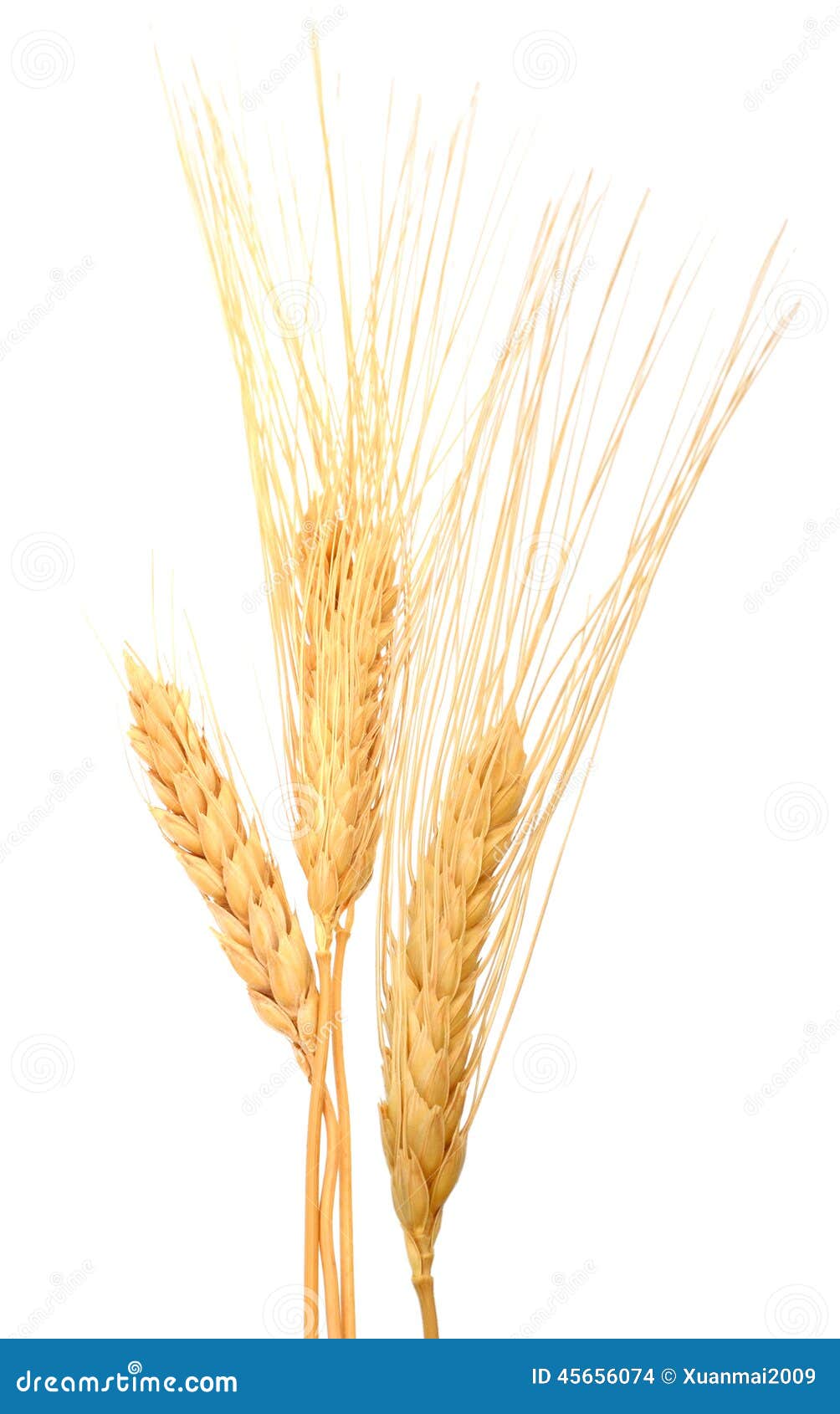 Dry wheat grains stock photo. Image of branch, stalk - 45656074