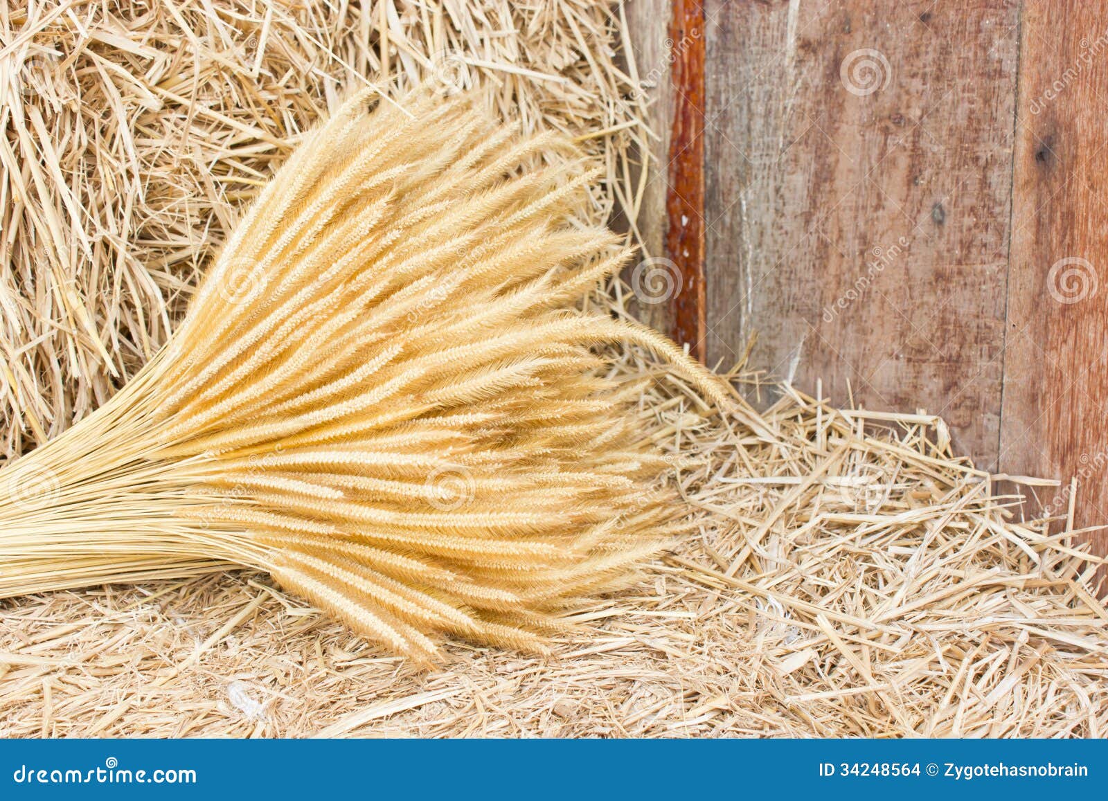Dry Wheat on Hay. stock photo. Image of cereal, natural - 34248564