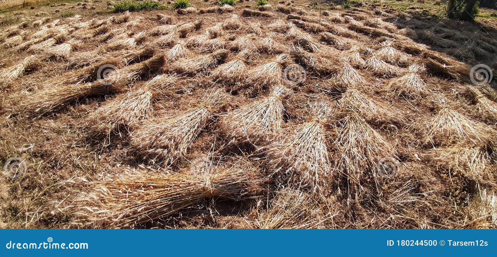 Dry wheat plants in feild stock photo. Image of feild - 180244500