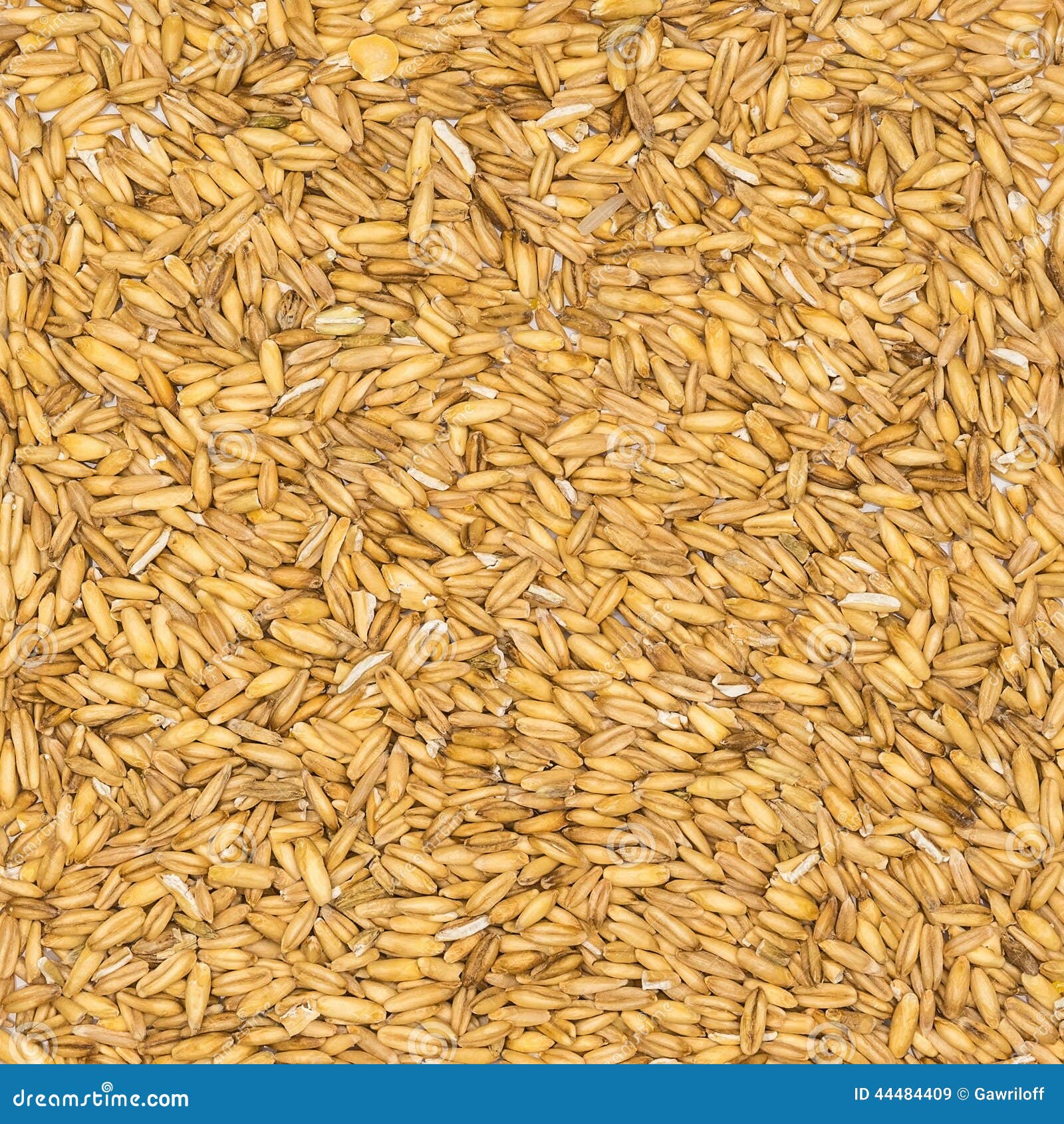 Dry wheat Texture stock image. Image of detail, design - 44484409