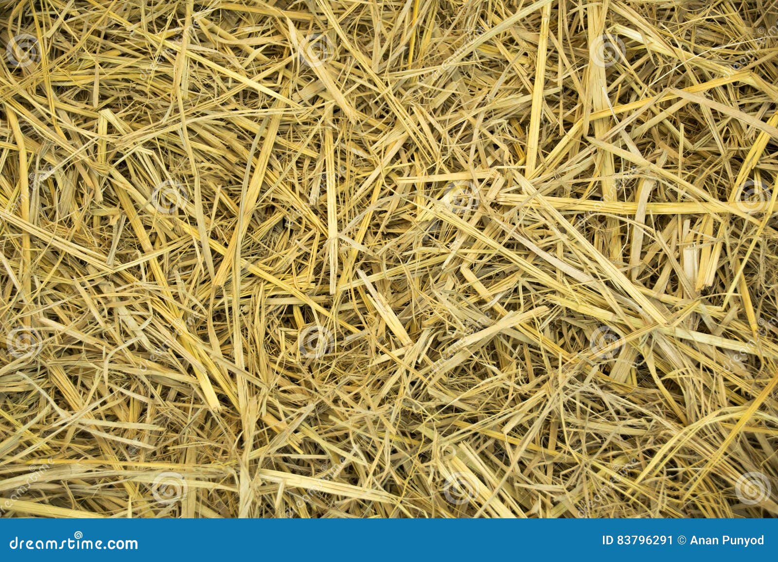 Dry Wheat Yellow Straw Texture Abstract Background Stock Image - Image ...