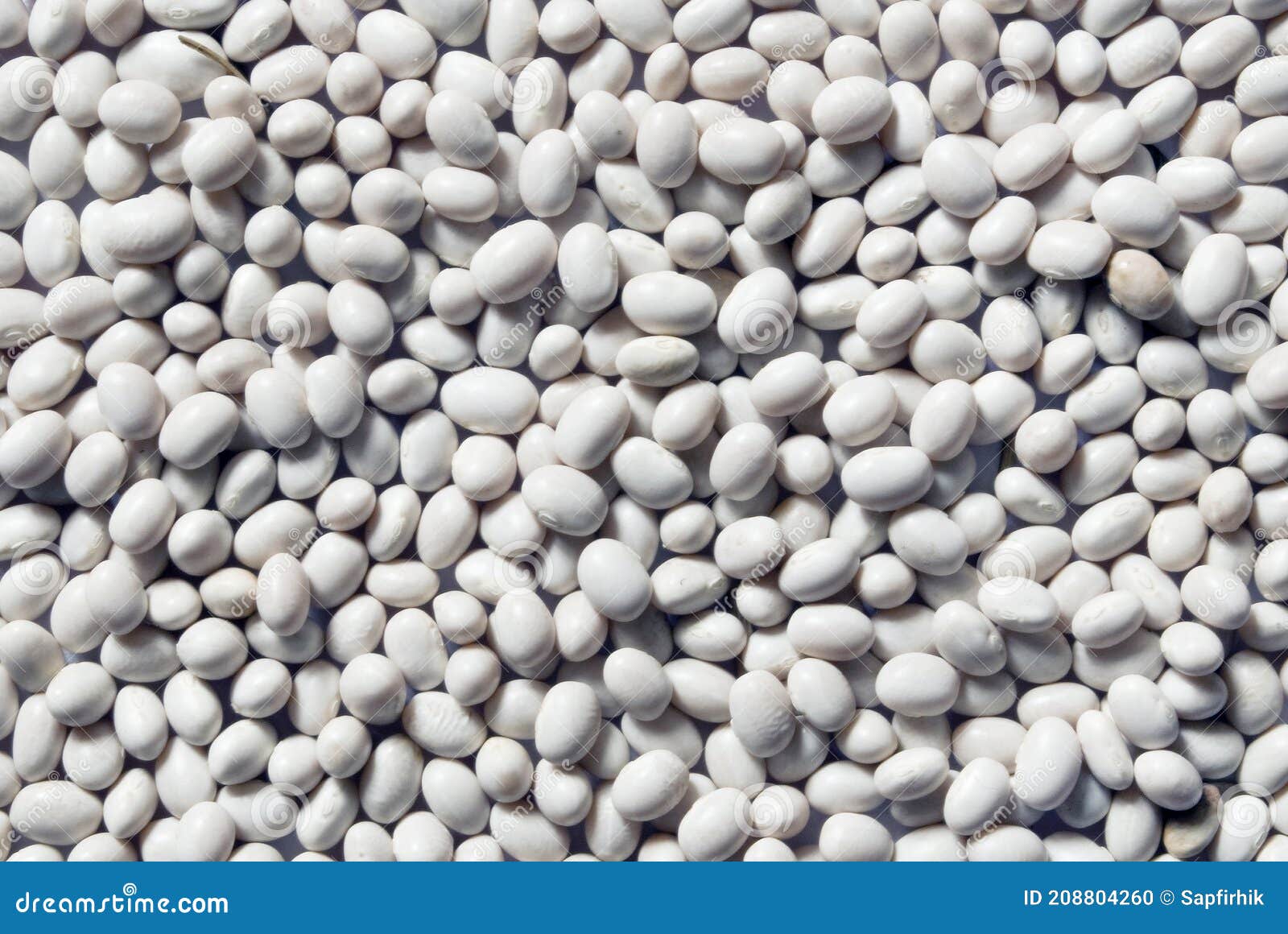 Dry white beans stock photo. Image of gravel, nature - 208804260