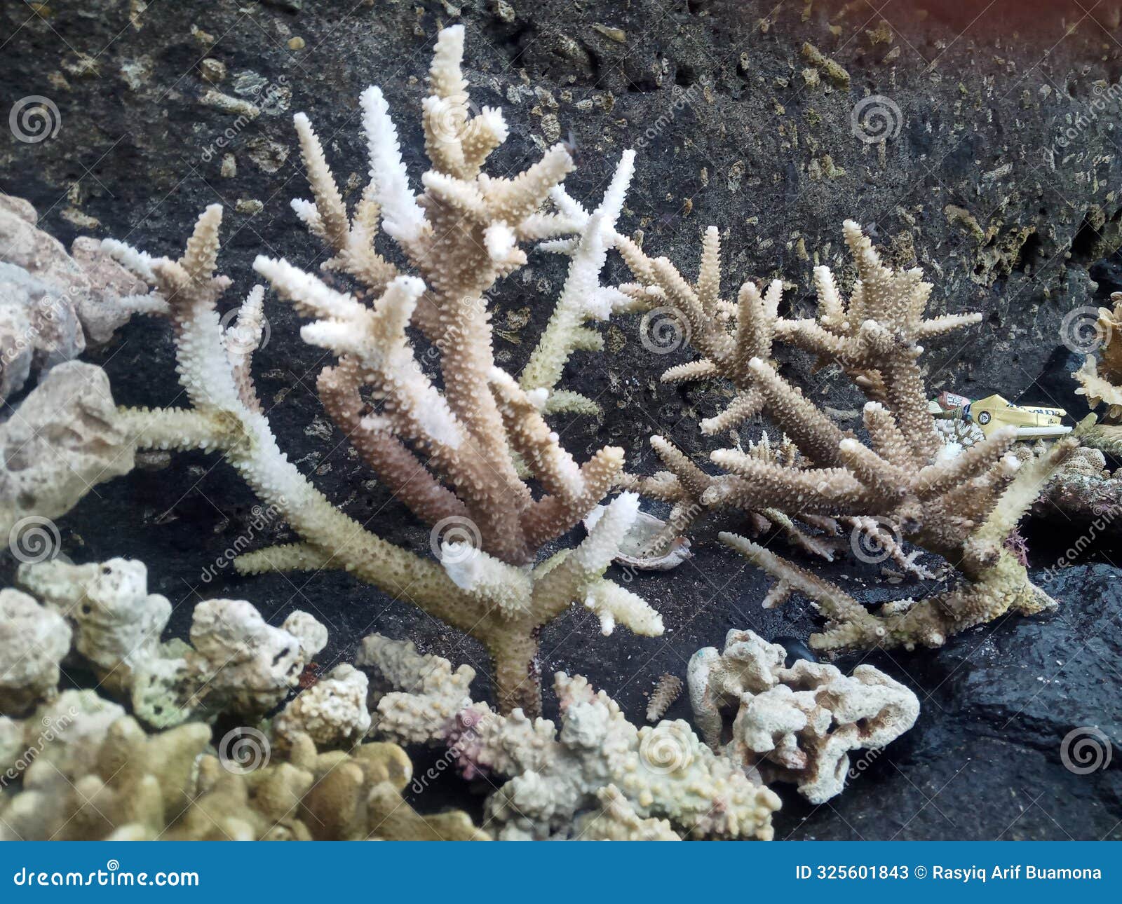 Dry White Coral Reefs on the Beach Stock Image - Image of background ...