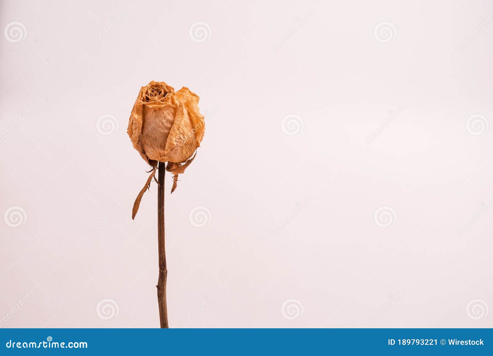 Dry White Rose without Leaves Isolated on a Light-colored Background ...