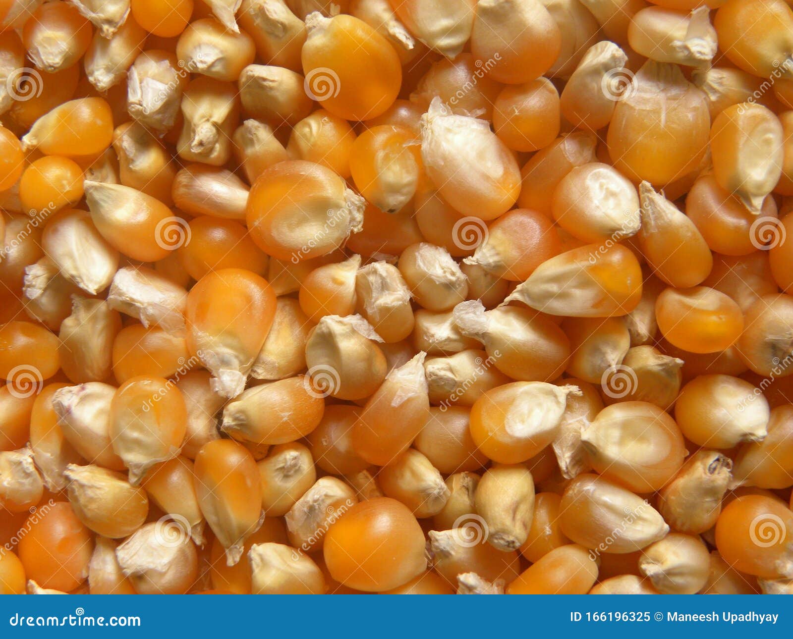 Dry Whole Raw Pop Corn Kernels Stock Image - Image of orange, kernel ...