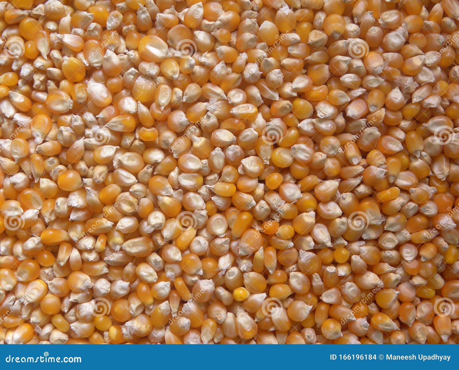 Dry Whole Raw Popcorn Kernels Stock Photo - Image of kernels, maize ...