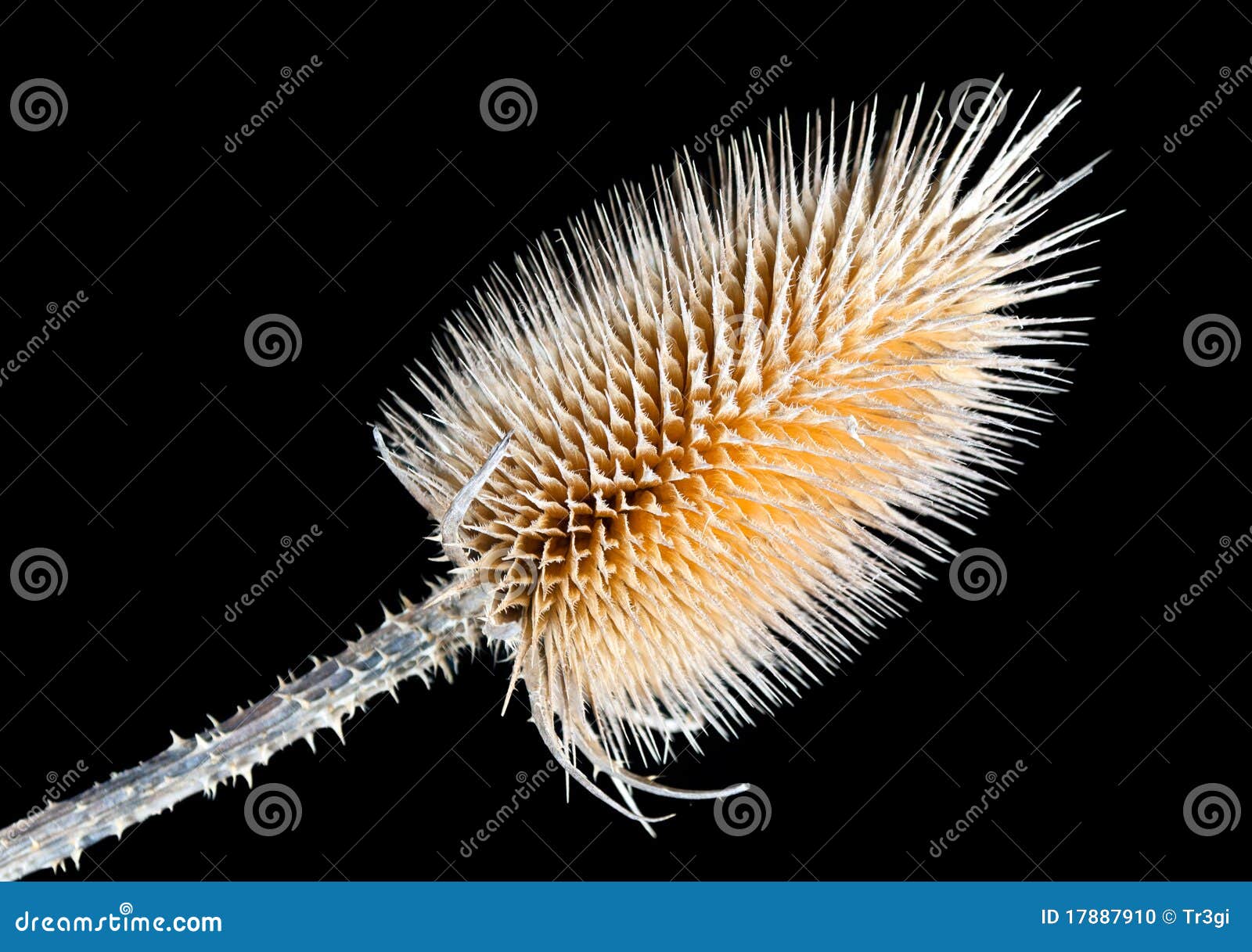 Dry Wild Teasel Dipsacus Fullonum Isolated Stock Photo - Image of ...