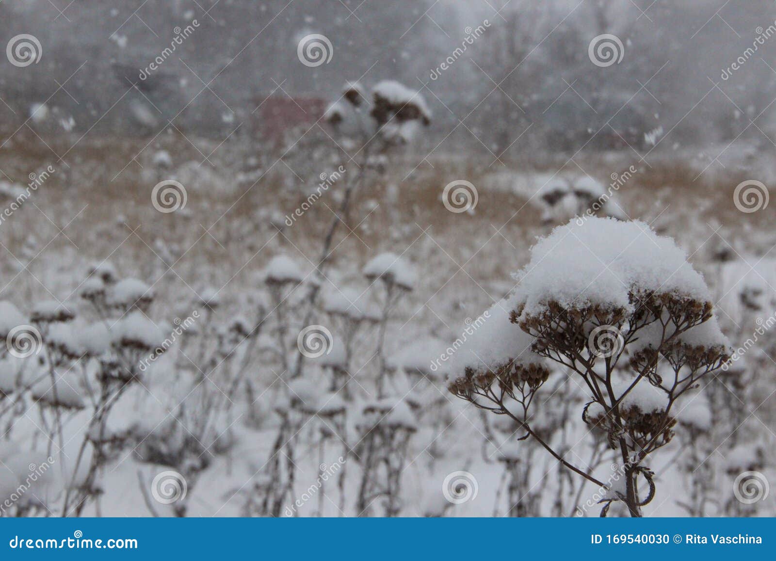 Dry Wildflowers are Covered with Snow. Snowstorm Stock Photo - Image of ...