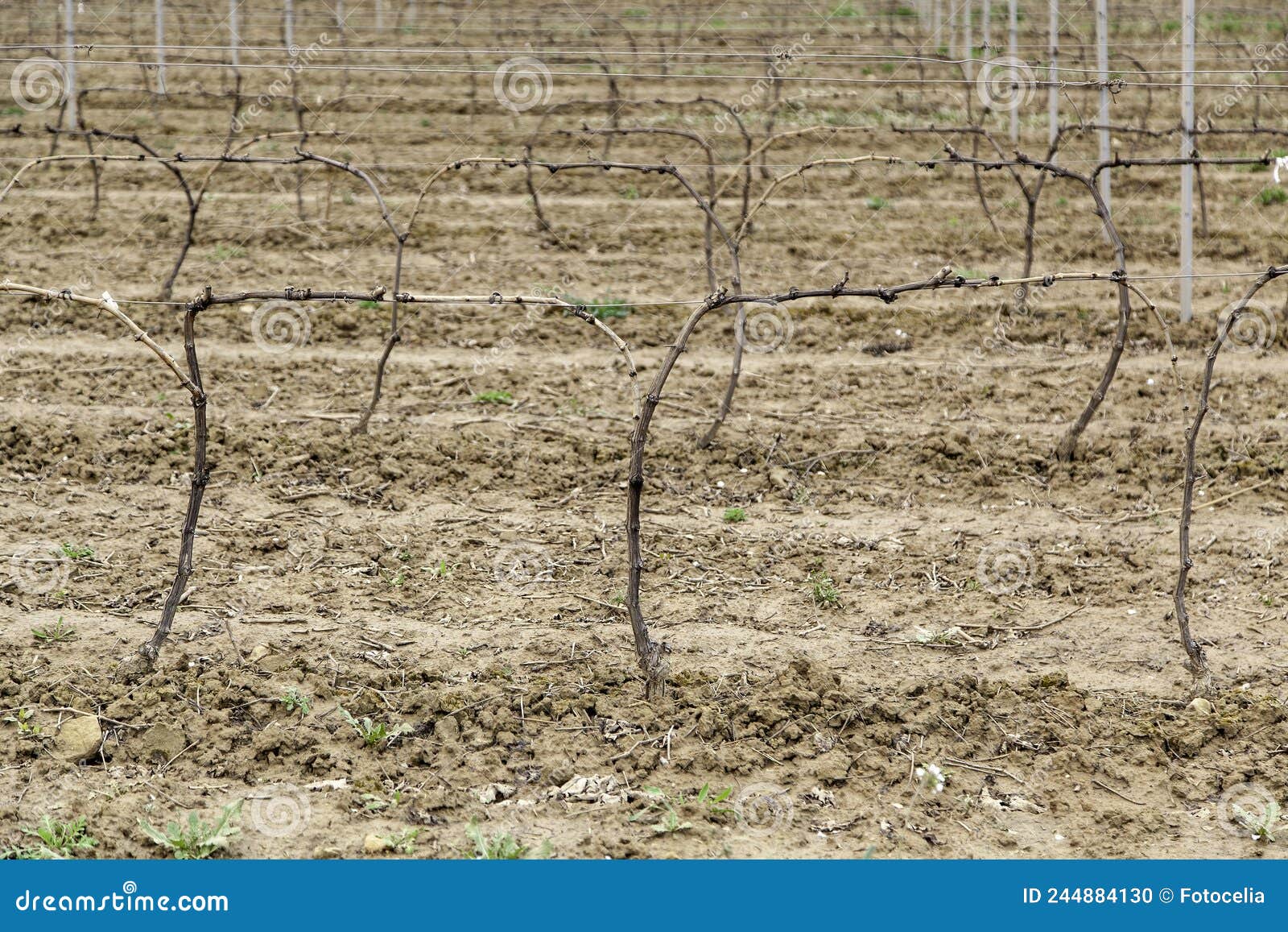 Dry wine vines stock photo. Image of plant, autumn, agriculture - 244884130