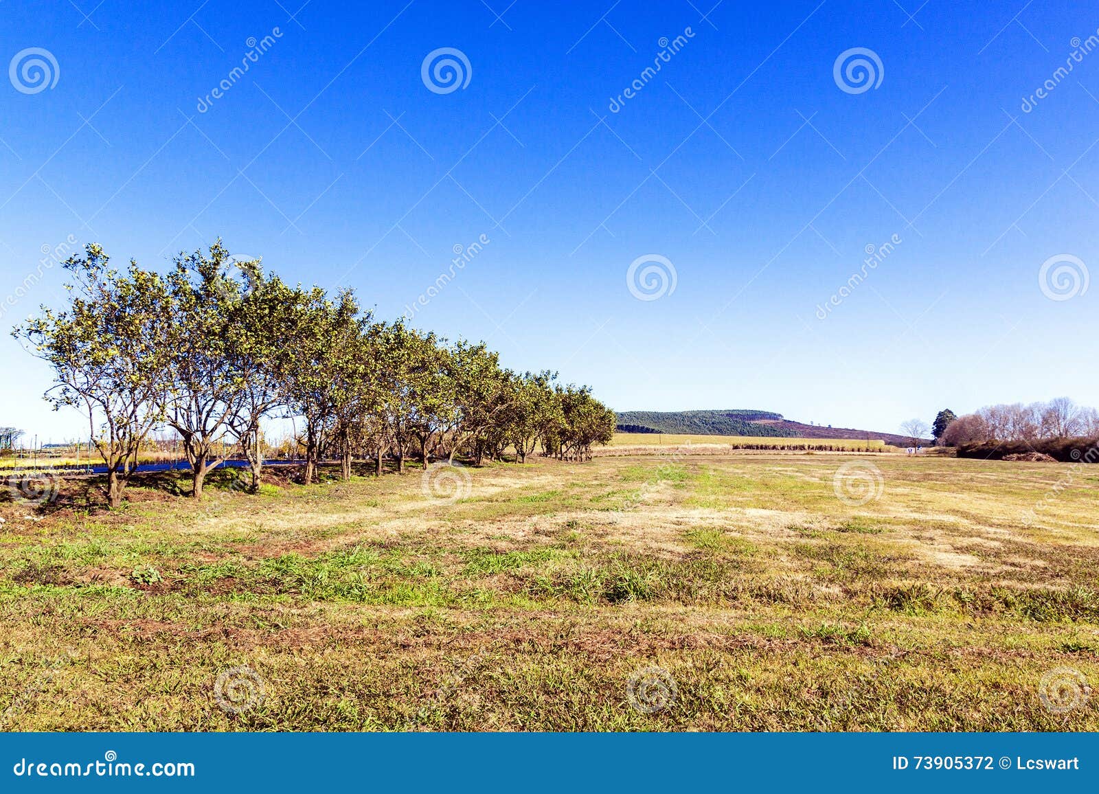 Rural Tree-lined Road Through A Green Park Stock Photography ...