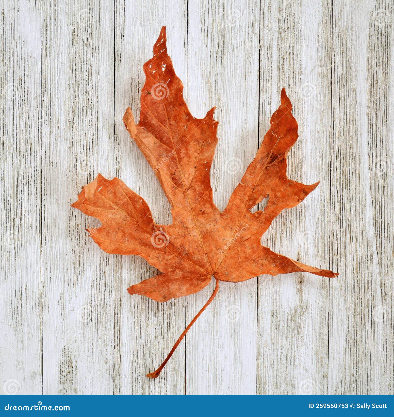Shriveled Maple leaf stock image. Image of white, withered - 259560753