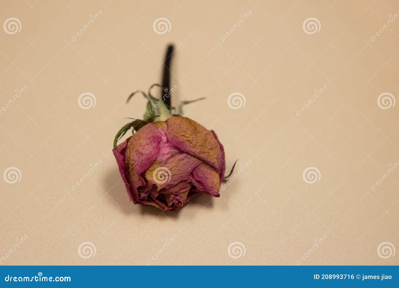 Dry or Withered Pink Roses on Old Yellowish Paper Background Stock ...