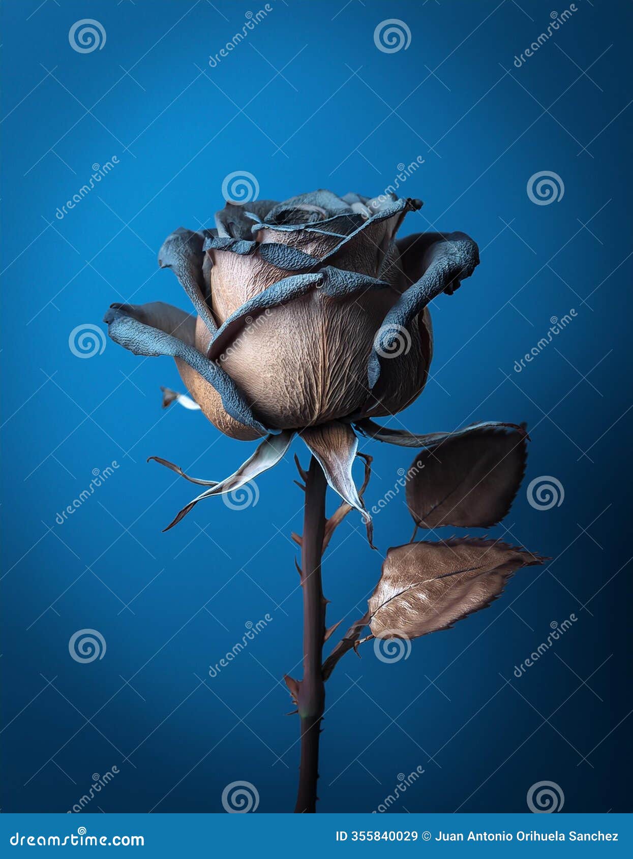Withered Rose Stock Image | CartoonDealer.com #13268383